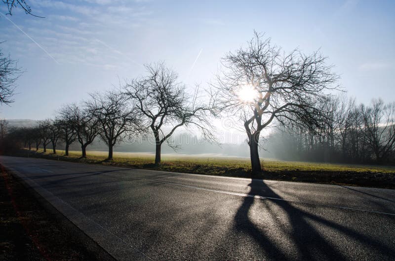 Way of Trees in the Field with Abstract Shadow, Ou Stock Photo - Image ...