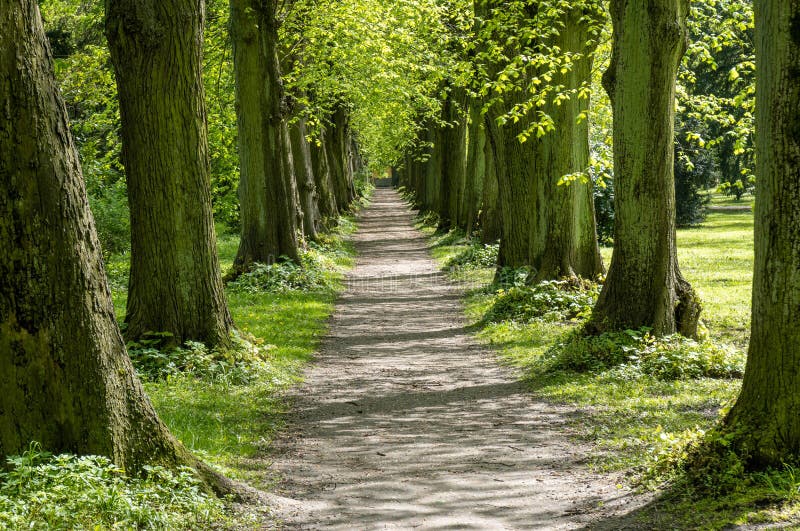 Way between Trees in a Park Stock Image - Image of time, parkway: 219717881