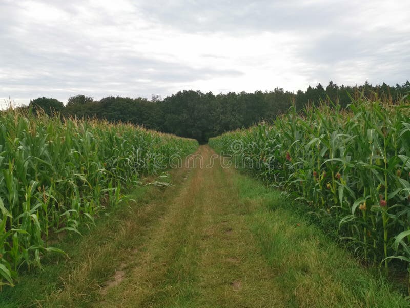 Way trough field stock image. Image of pasture, trough - 202339077