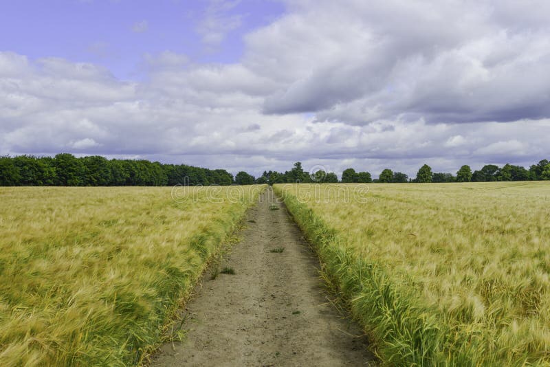 Way through the Wheat Field Stock Image - Image of trees, morning: 58780461