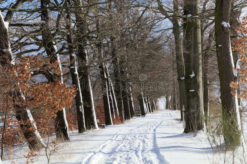 Way in winter stock photo. Image of frozen, cold, scene - 86423612