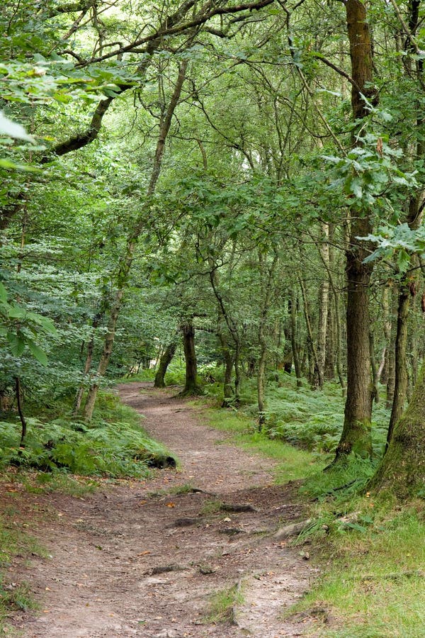 Wooded hillside stock image. Image of vibrant, alive, green - 210865