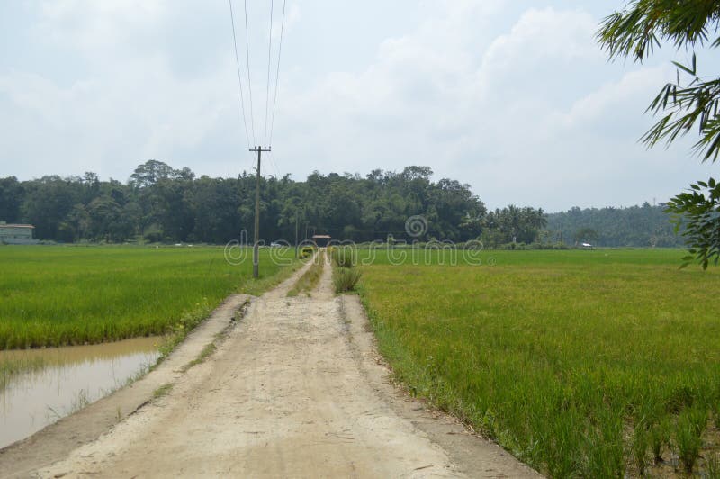 Kerala Paddy River Stock Photos - Free & Royalty-Free Stock Photos from ...