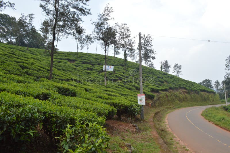 Wayanad Tea Estate , Kerala, India Editorial Photo - Image of kerala ...