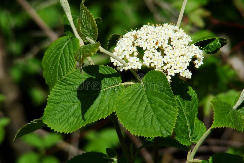 Wayfarer or Wayfaring Tree stock image. Image of viburnum - 45336697