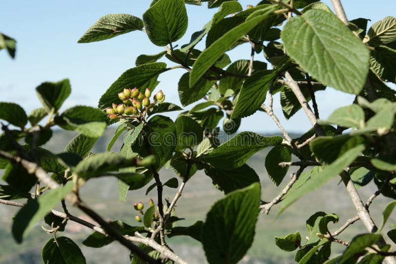 Wayfarer or wayfaring tree stock photo. Image of leaf - 87966010