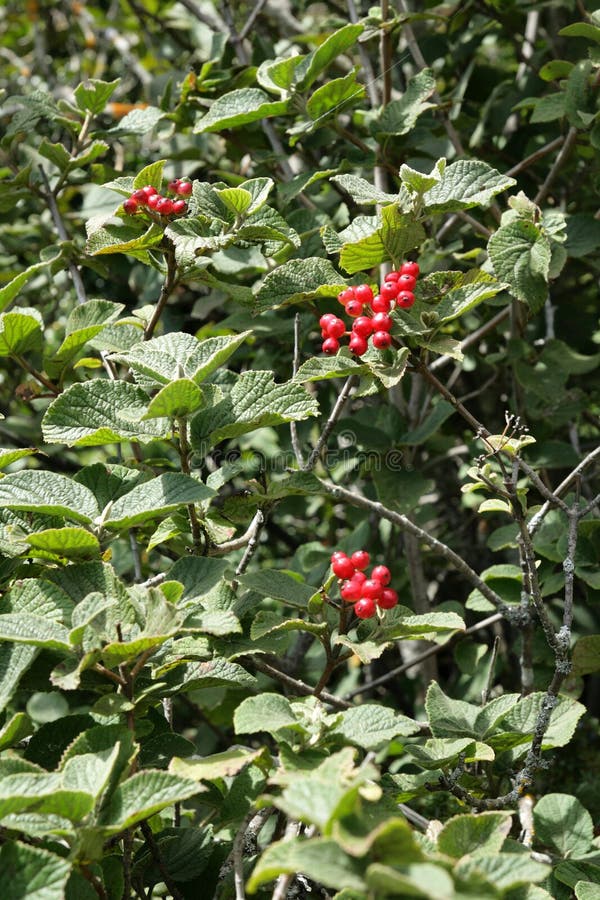 Wayfarer or wayfaring tree stock photo. Image of shrub - 87966818