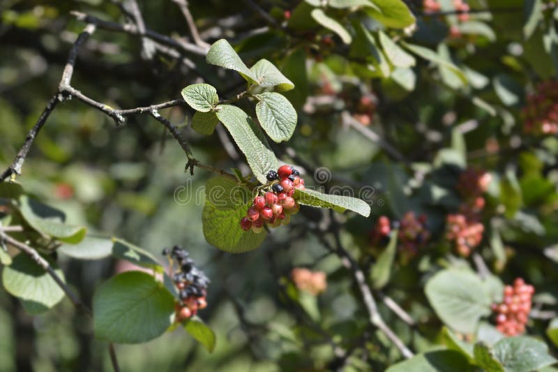 Wayfaring tree stock image. Image of rose, lantana, botany - 323087553