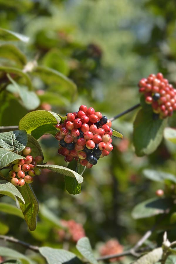Wayfaring tree stock photo. Image of mealy, plant, green - 330551428