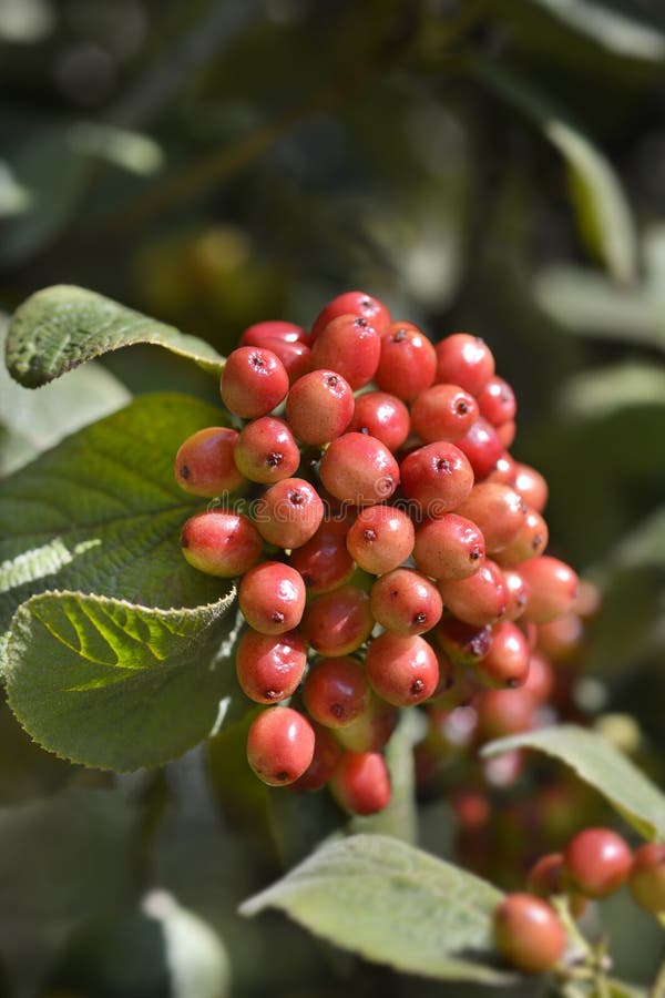 Wayfaring tree stock image. Image of close, summer, nature - 346753801