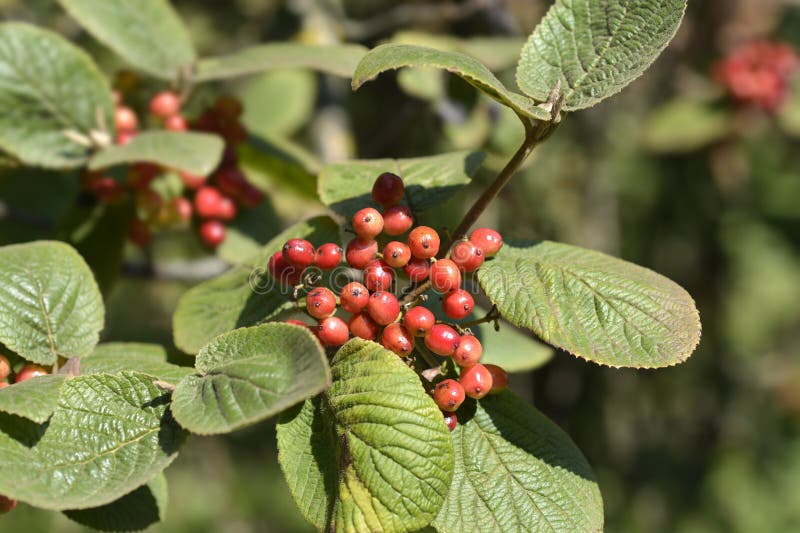 Wayfaring tree stock image. Image of branch, lantana - 349020269