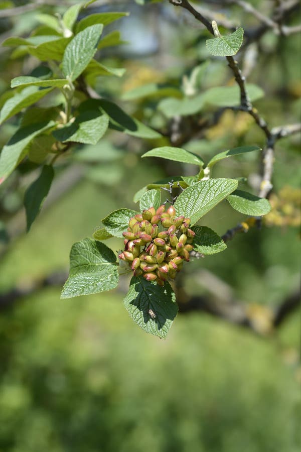 Wayfaring tree stock photo. Image of spring, plant, nature - 206379204
