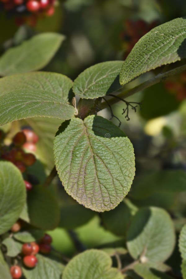 Wayfaring tree stock photo. Image of wayfaring, outdoors - 323609440