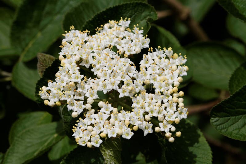 Wayfaring Tree ( Viburnum Lantana ) - Bloom Stock Photo - Image of ...