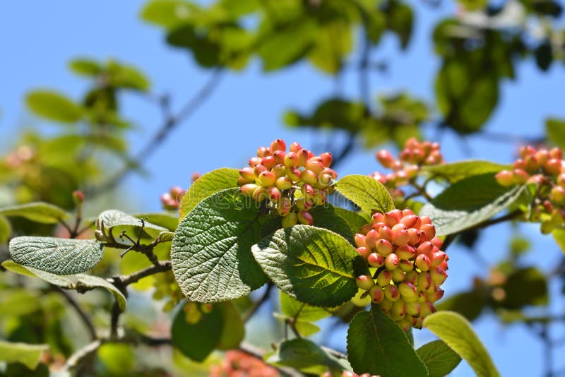 Wayfaring tree stock image. Image of guelder, outdoors - 157977917