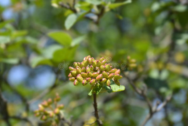 Wayfaring tree stock image. Image of spring, mealy, botany - 204888797