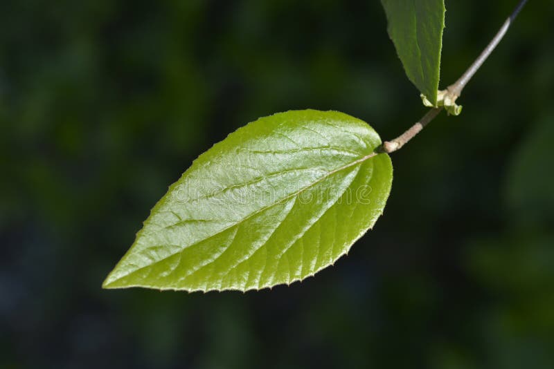 Wayfaring tree stock image. Image of spring, shrub, wayfarer - 240443547