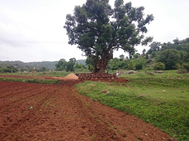 Waylaid Road Tree editorial stock photo. Image of uncharted - 84567258