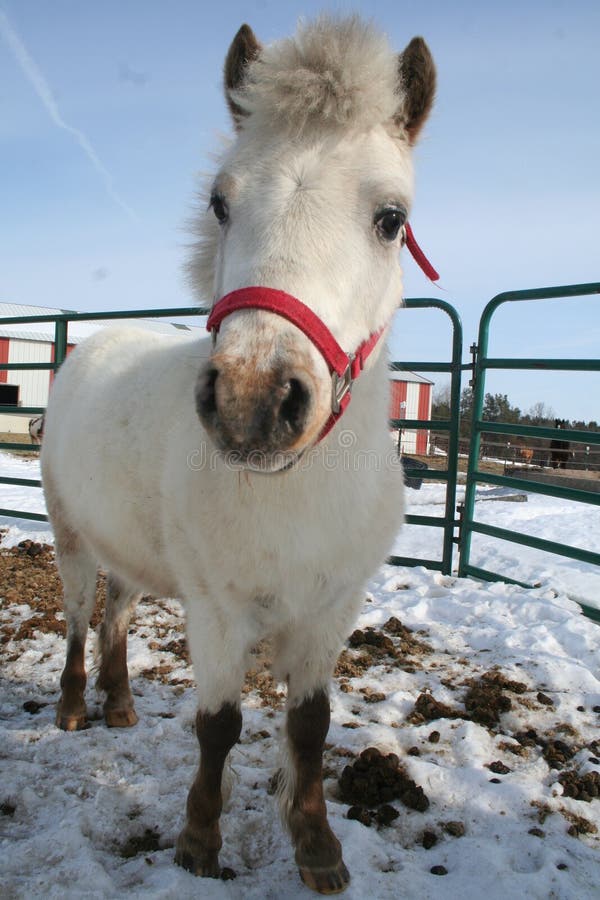 Wayne - Miniature Horse Picture. Image: 6633192