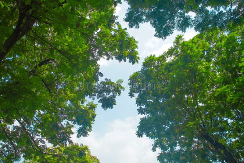 The ways of tree stock image. Image of tone, ways, tree - 118294457