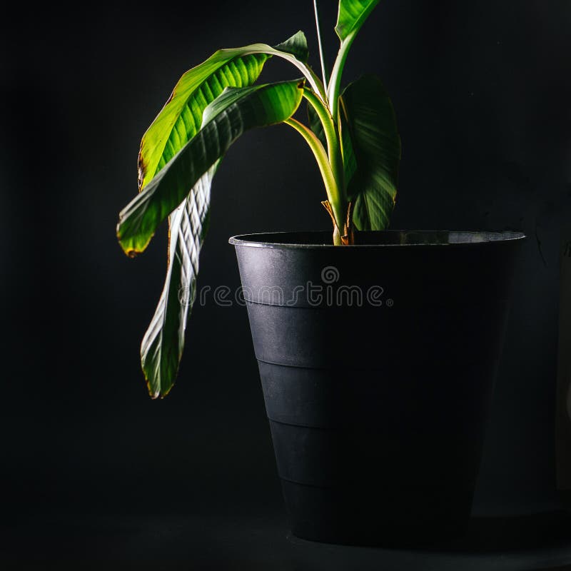 Weak and Damaged Potted Plant Over Black Backgoround. Stock Photo ...