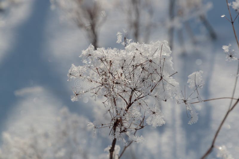 Weak plant stock image. Image of growth, climate, leaf - 53145491