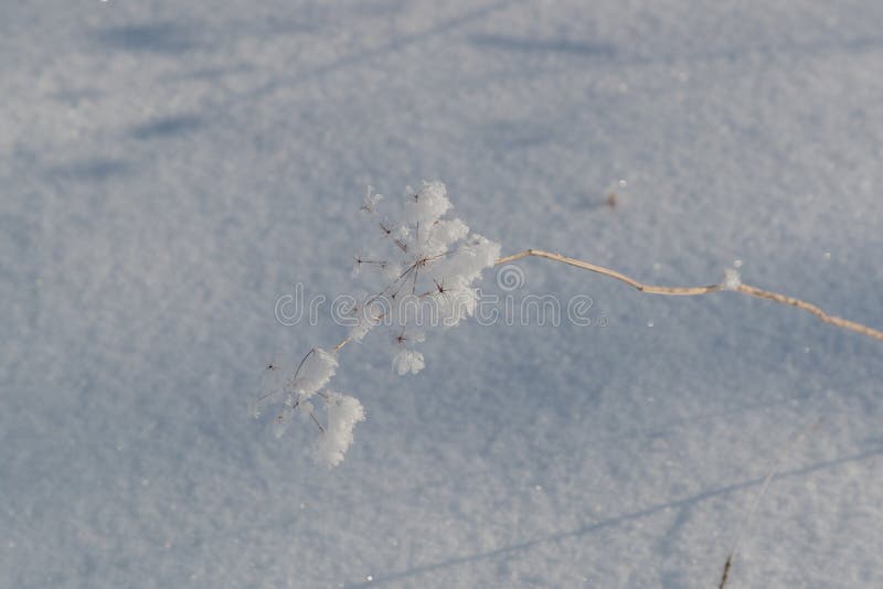 Weak and Dry Branch of a Plant with Snow Stock Photo - Image of ...