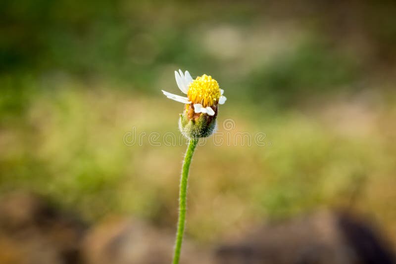Weak Flower stock image. Image of white, stem, yellowpollen - 69140361