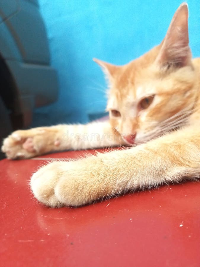 A Weak Orange Cat is Helpless. Stock Image - Image of adorable, looking ...