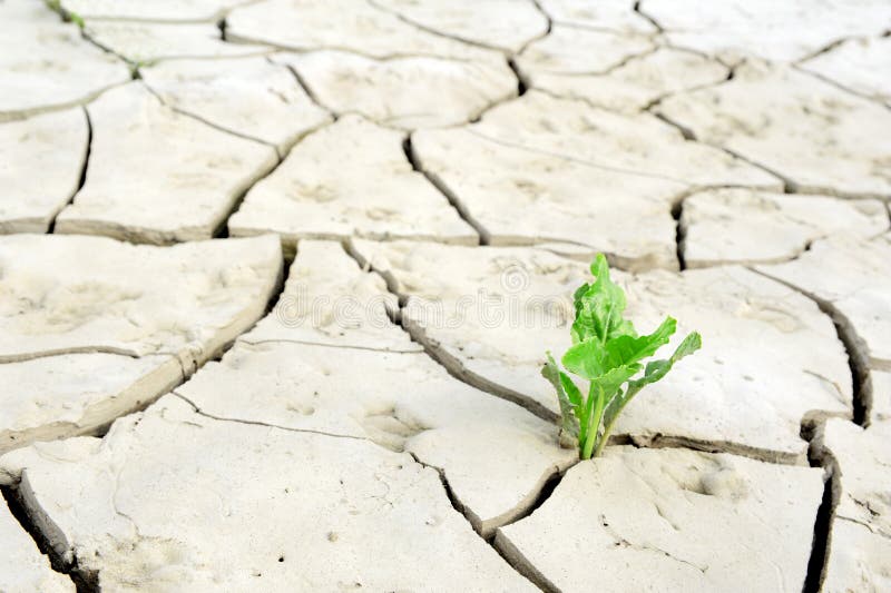 Weak Plant with Soil on Hands Stock Image - Image of growing, hands ...
