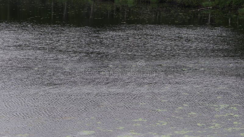 Weak Rain Falling on Lake Water Surface Stock Video - Video of pond ...