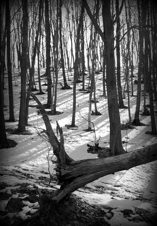 Weak tree stock photo. Image of serene, blackandwhite - 69800842