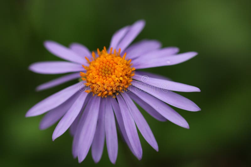Weak Violet Aster Flower Close Up Stock Photo - Image of leaves ...