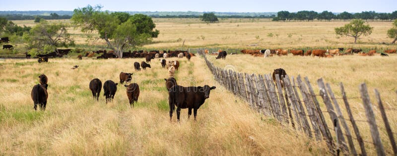Weaning Calves on the Beef Cattle Ranch Stock Photo - Image of cattle ...