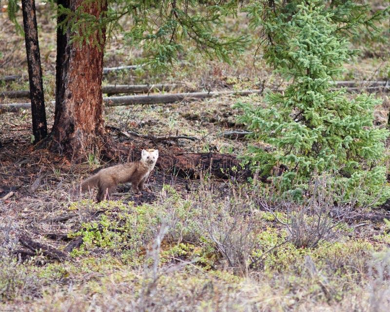 Weasel stock photo. Image of predator, mammal, canada - 19657728