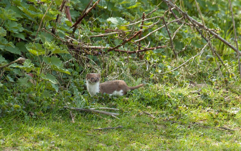 Long-tailed weasel at den stock photo. Image of long, wild - 2302406