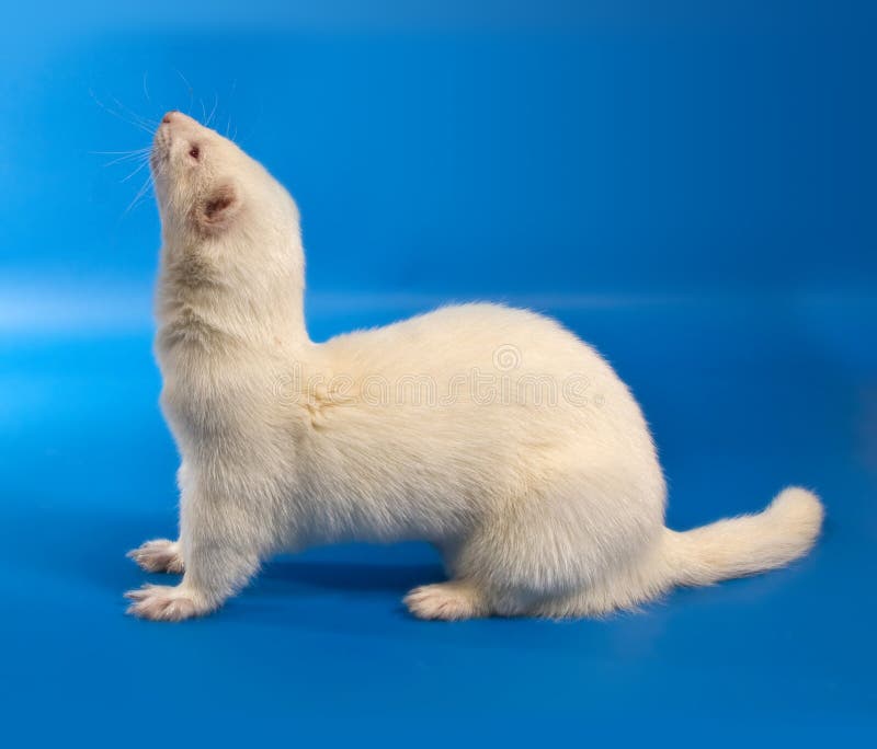 Weasel Albino Blue Background Stock Photos - Free & Royalty-Free Stock ...