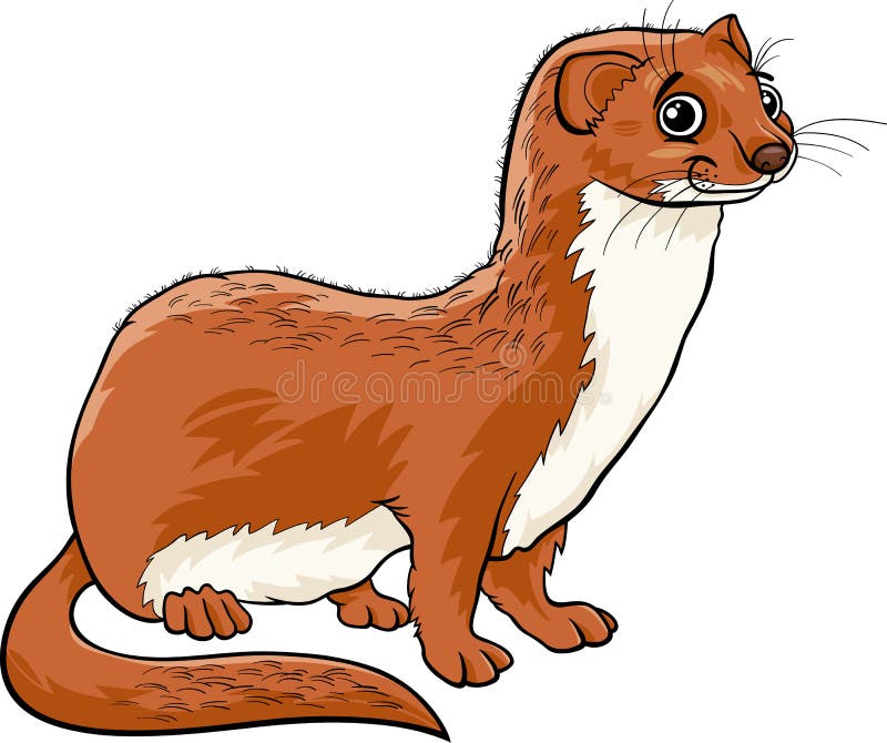 Weasel Animal Cartoon Illustration Stock Vector - Illustration of cute ...