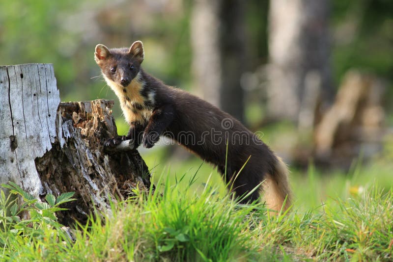 Weasel stock photo. Image of portret, weasel, bear, background - 45910800