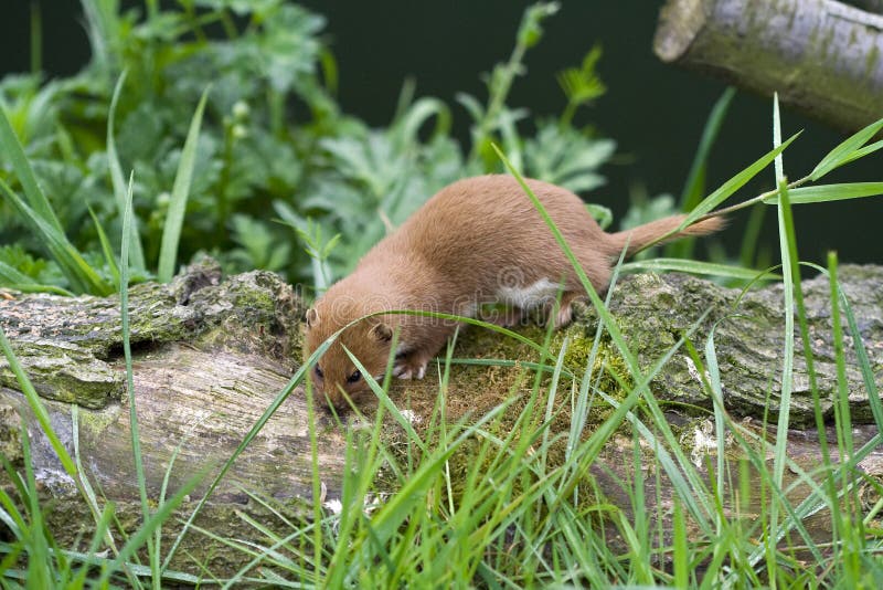 Weasel on a branch stock image. Image of hunter, weasel - 28731695