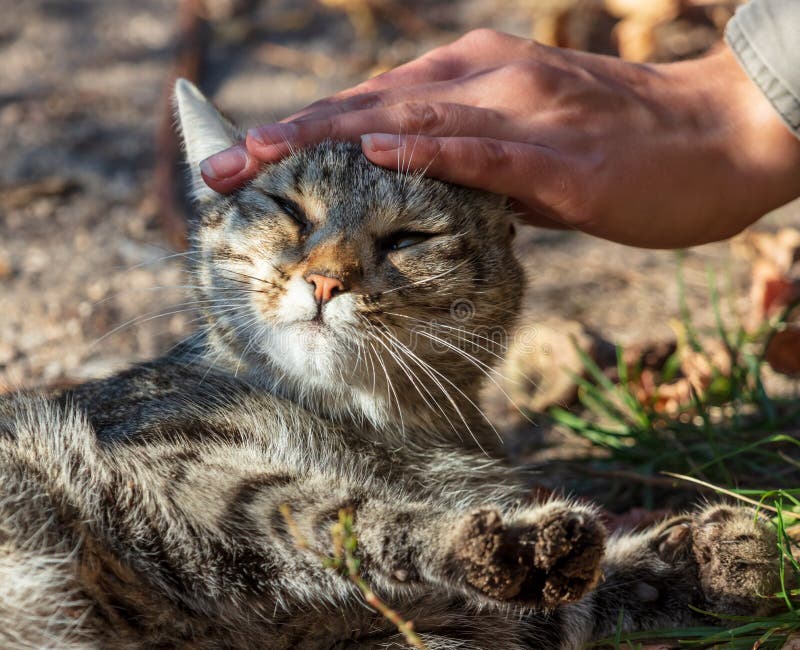 Weasel cat hand in nature stock photo. Image of mammal - 180892898