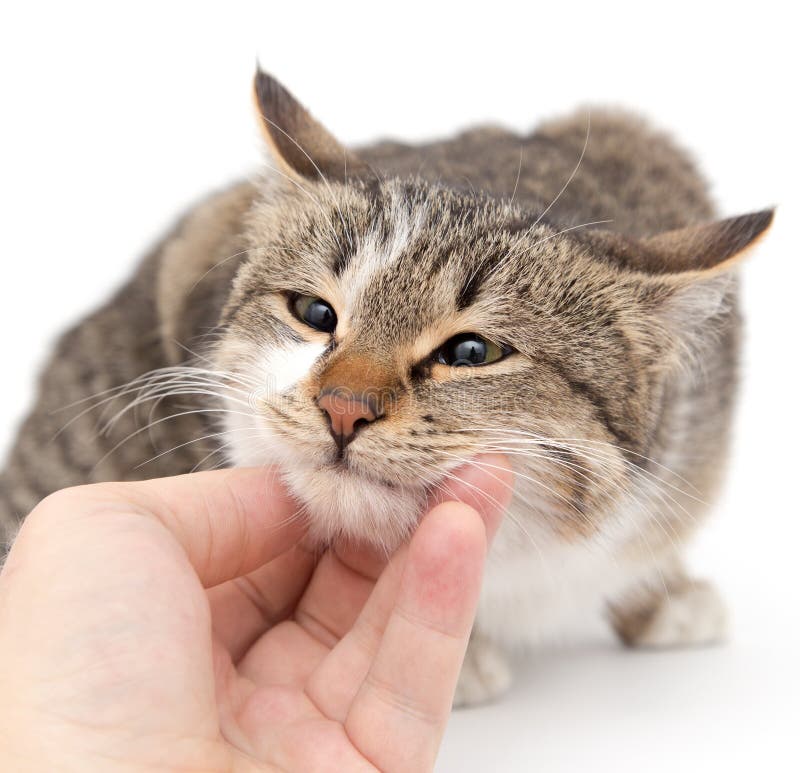 Weasel Cat on a White Background Stock Image - Image of closeup ...
