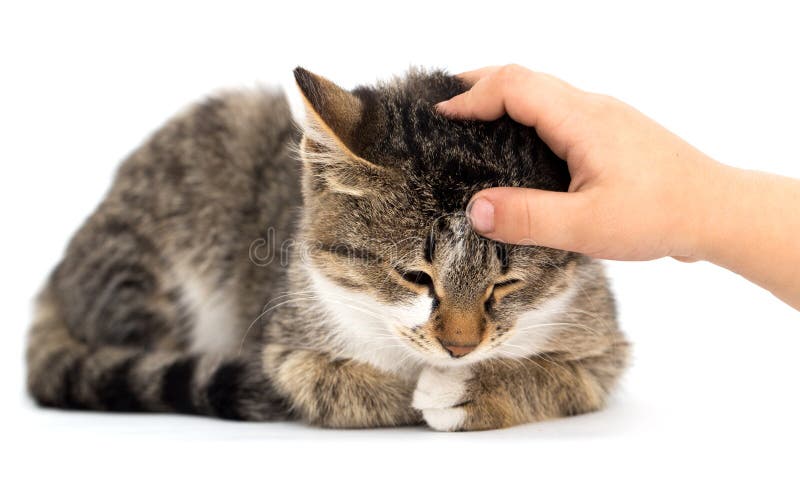 Weasel Cat on a White Background Stock Image - Image of closeup ...