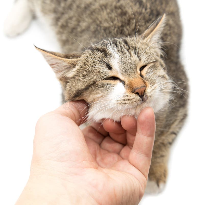 Weasel Cat on a White Background Stock Image - Image of friendly ...