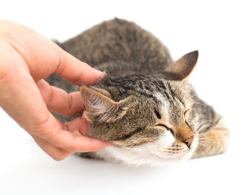 Weasel Cat on a White Background Stock Image - Image of closeup ...