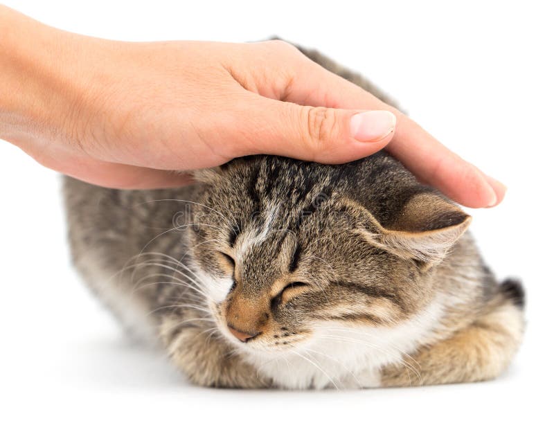 Weasel Cat on a White Background Stock Image - Image of closeup ...