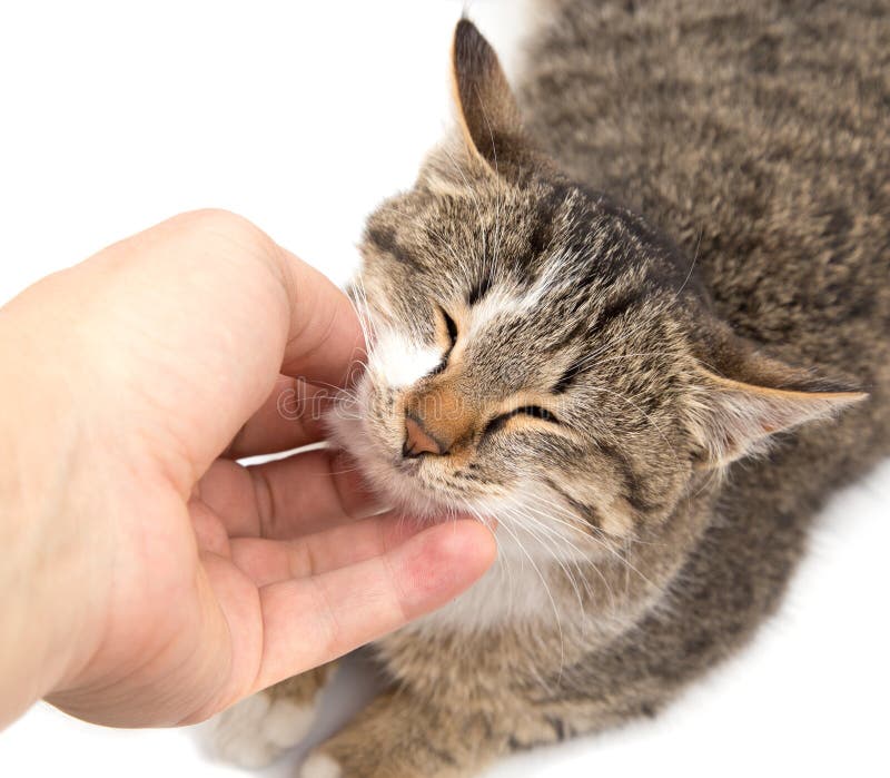 1,376 Weasel White Background Stock Photos - Free & Royalty-Free Stock ...