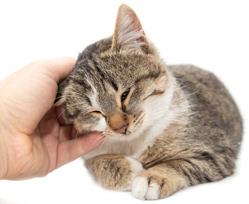 Weasel Cat on a White Background Stock Image - Image of closeup ...
