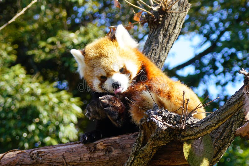 Monkey Trunk Cartoon Stock Photos - Free & Royalty-Free Stock Photos ...