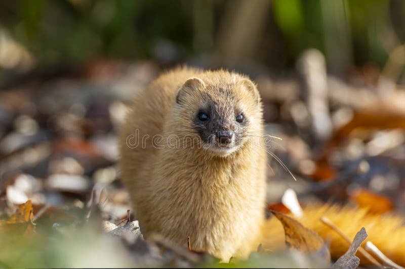 Weasel Emerges Winter Forest Stock Photos - Free & Royalty-Free Stock ...